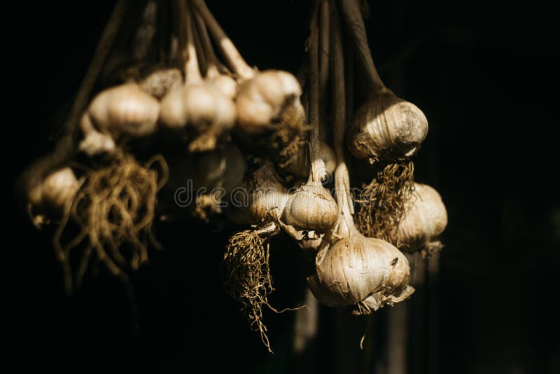 Dried Garlic Garlic is Drying in the Yard Stock Image - Image of ...
