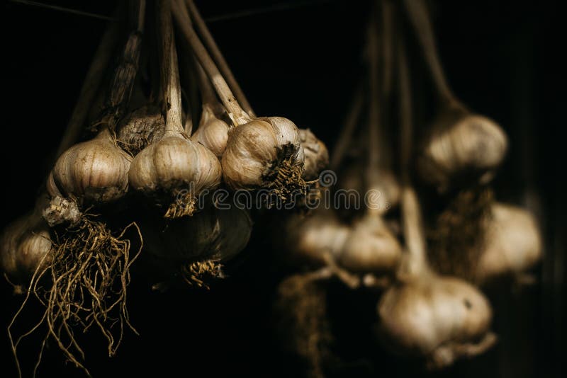 Dried Garlic Garlic is Drying in the Yard Stock Image - Image of dish ...