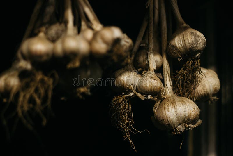 Dried Garlic Garlic is Drying in the Yard Stock Photo - Image of plant ...