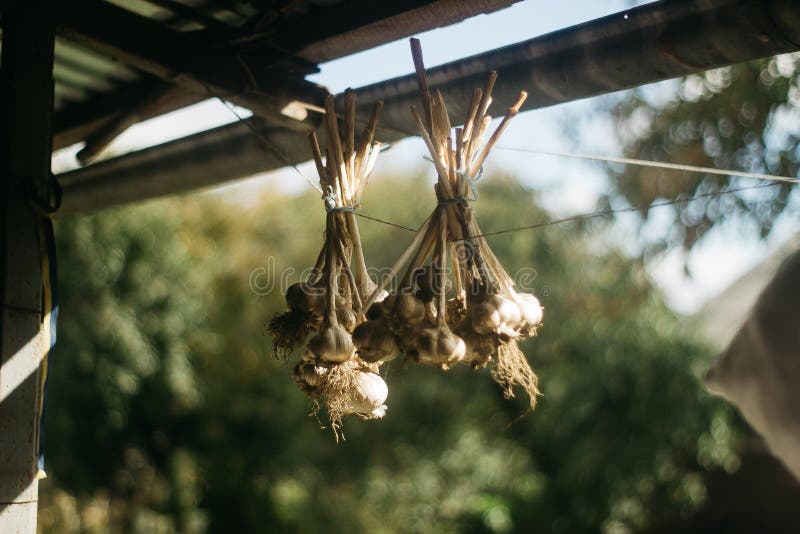 Dried Garlic Garlic is Drying in the Yard Stock Image - Image of asian ...