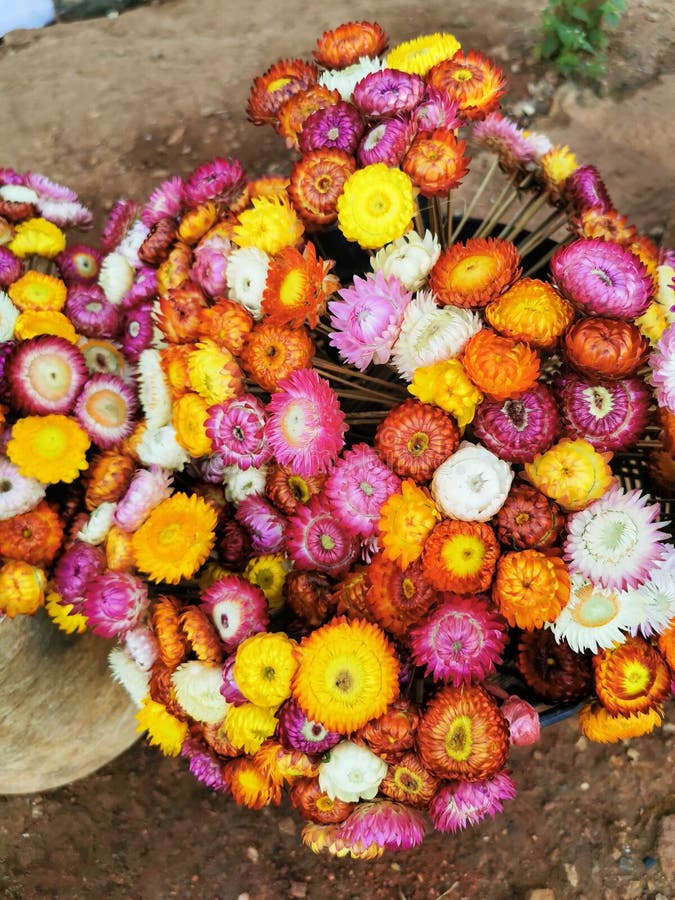 Dried Gerbera Bouquet in the Basket Stock Image - Image of bouquet ...