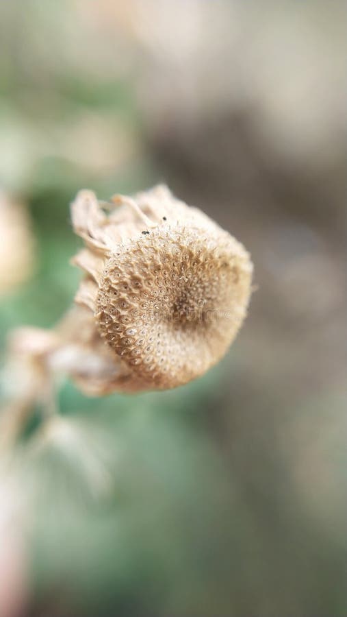 Dried Gerbera Flower Stem stock image. Image of flower - 245390763