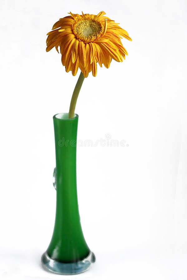 Dried gerbera in vase stock image. Image of flowers, yellow - 13357811