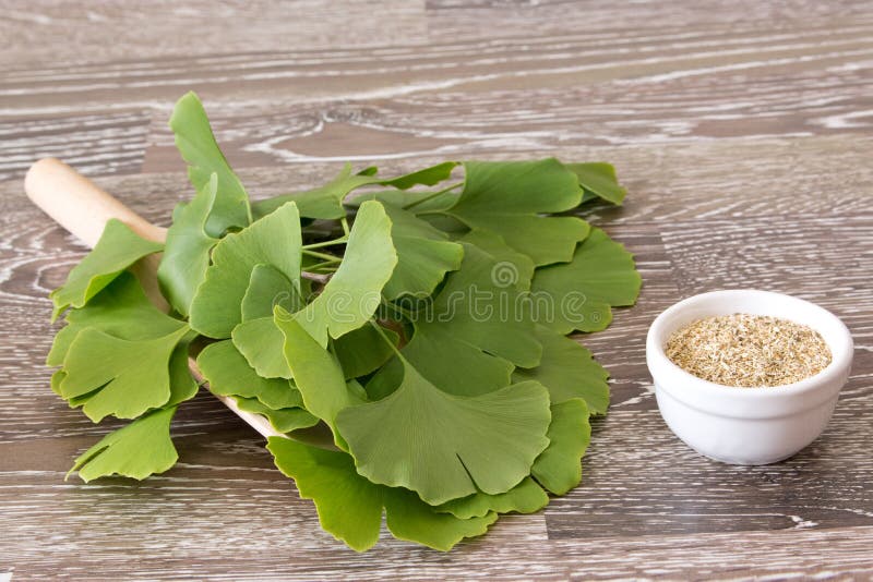 Dried Ginkgo and Fresh Leaves Stock Photo - Image of leaves, herbs ...