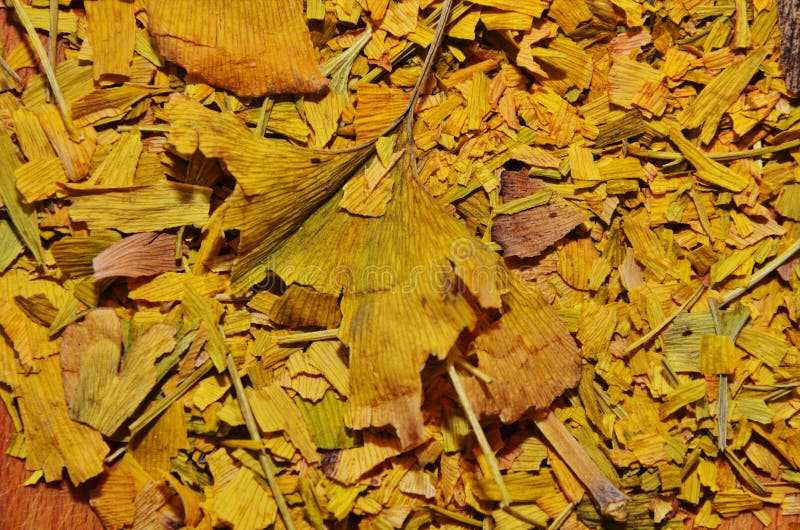 Dried Ginkgo Leaves on the Table Stock Photo - Image of forest, herb ...