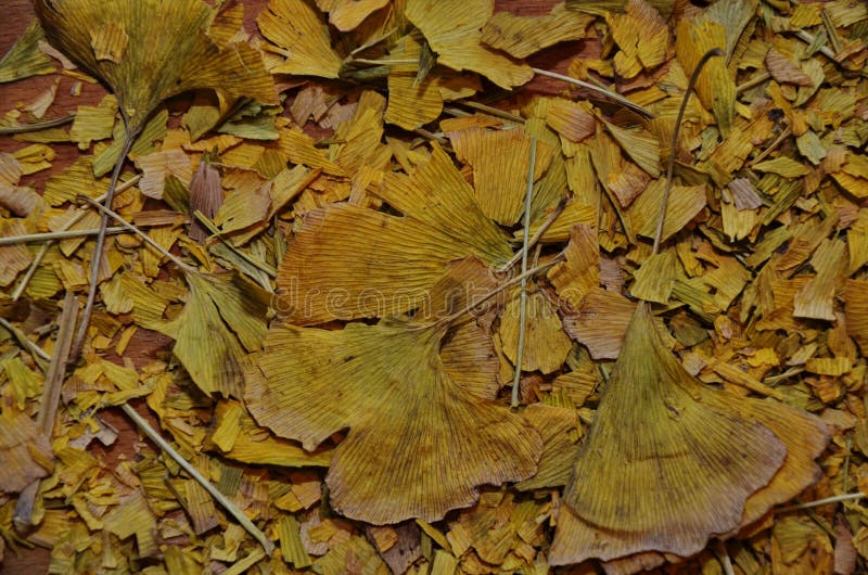Dried Ginkgo Leaves on the Table Stock Image - Image of herb, landscape ...