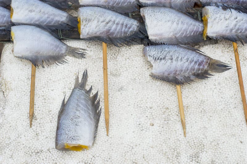 Dried Gourami Fish stock image. Image of uncooked, isolated - 50582985