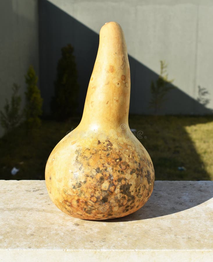 Dried Bottle Gourds Stock Photos - Free & Royalty-Free Stock Photos ...