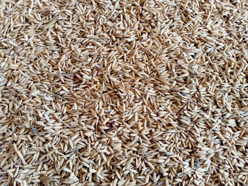 Dried Grain Ready To Be Processed into Rice Stock Image - Image of ...