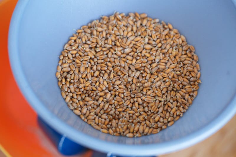 Dried Grain Wheat Sprouts Close Up Stock Photo - Image of diet, vegan ...