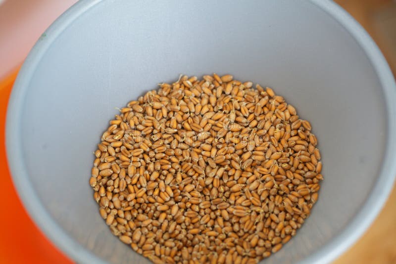 Dried Grain Wheat Sprouts Close Up Stock Photo - Image of healthy ...