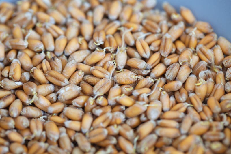 Dried Grain Wheat Sprouts Close Up Stock Image - Image of wheat, diet ...