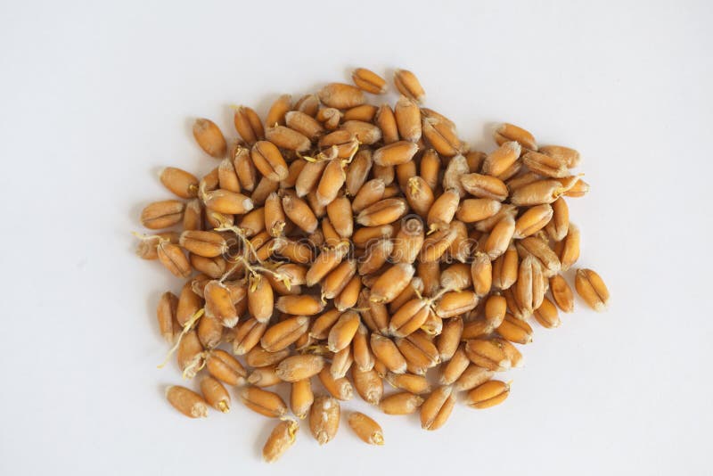 Dried Grain Wheat Sprouts Close Up Stock Photo - Image of vegetarian ...