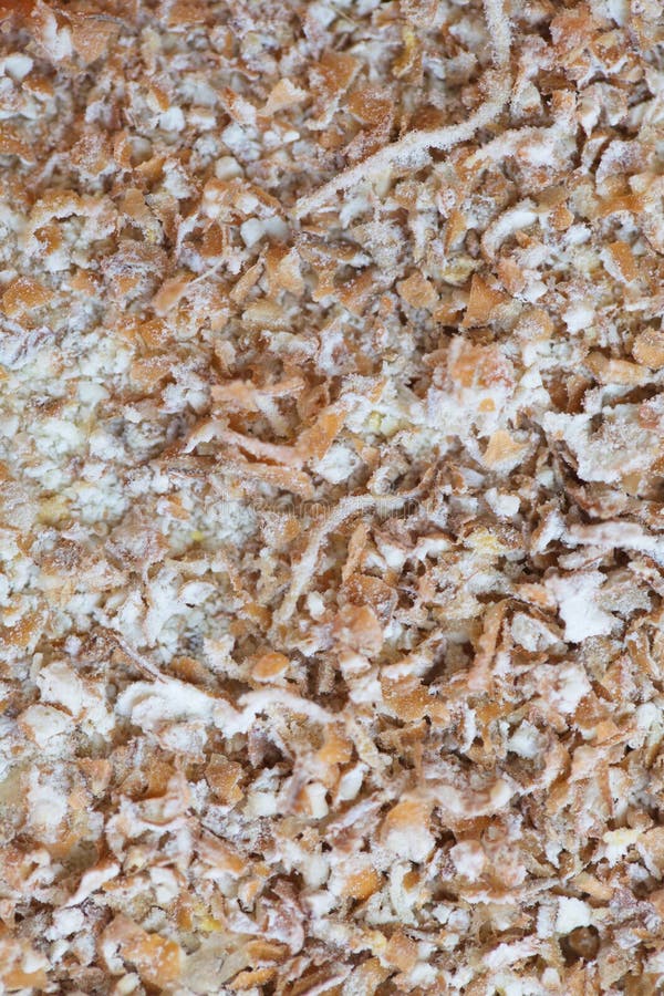 Dried Grain Wheat Sprouts Close Up Stock Image - Image of nutrition ...