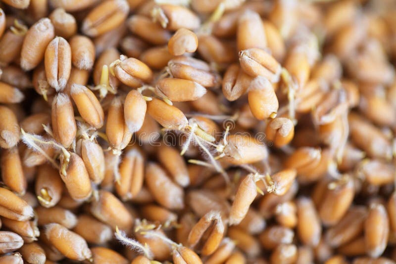 Dried Grain Wheat Sprouts Close Up Stock Image - Image of nutrition ...