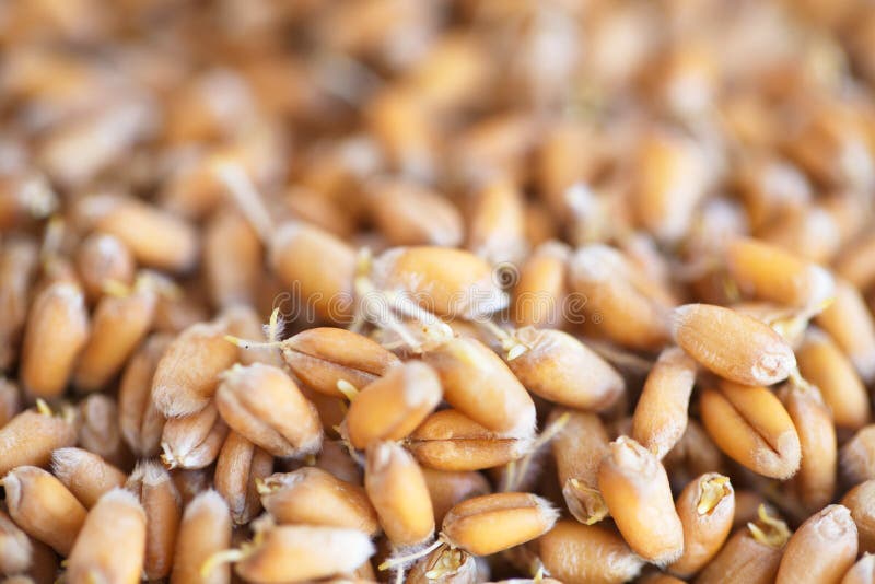 Dried Grain Wheat Sprouts Close Up Stock Image - Image of seeds, bread ...