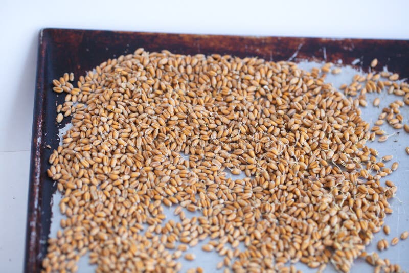 Dried Grain Wheat Sprouts Close Up Stock Image - Image of nutrition ...
