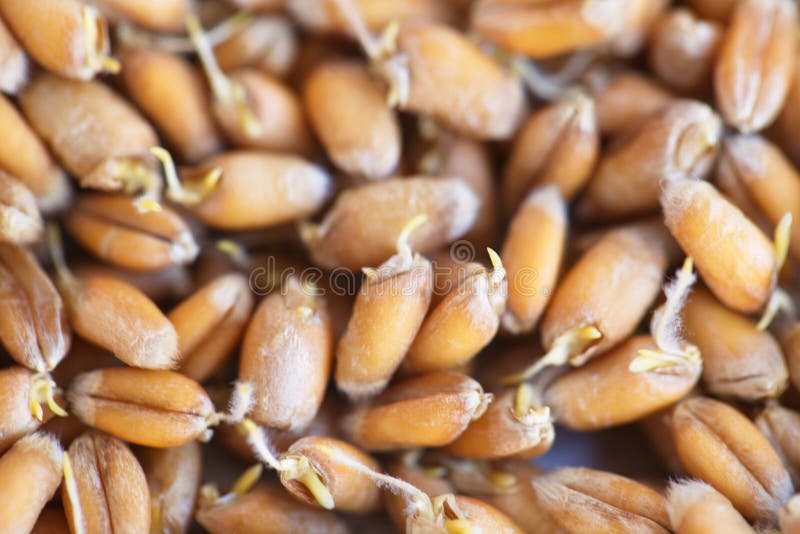 Dried Grain Wheat Sprouts Close Up Stock Image - Image of yellow ...