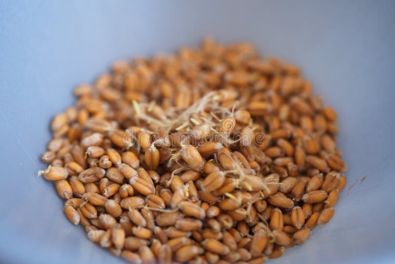 Dried Grain Wheat Sprouts Close Up Stock Image - Image of ingredient ...