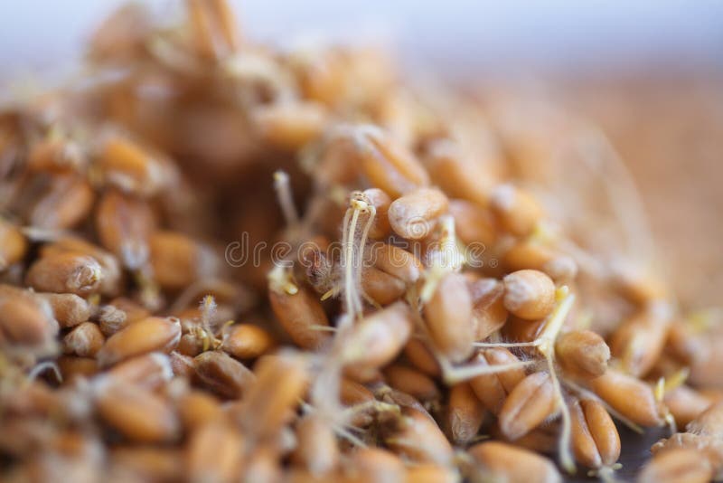 Dried Grain Wheat Sprouts Close Up Stock Image - Image of diet, wheat ...