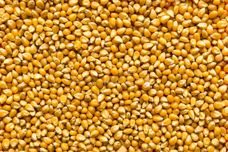 Dried Grains of Corn for a Background and Texture Stock Image - Image ...