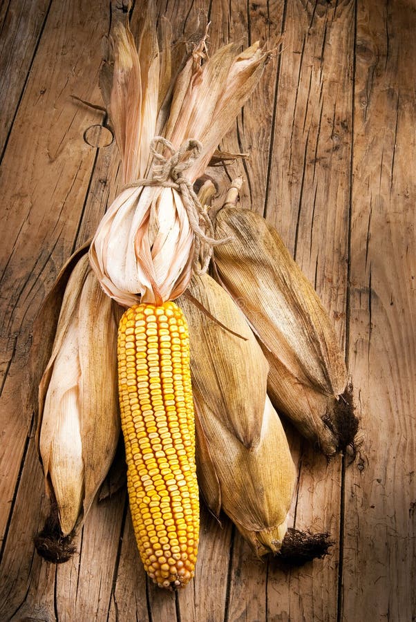 Dried grains of maize stock image. Image of maize, produce - 89644805