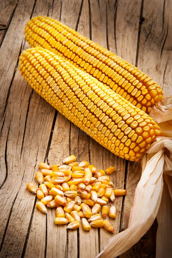 Dried grains of maize stock photo. Image of nutrition - 89644896