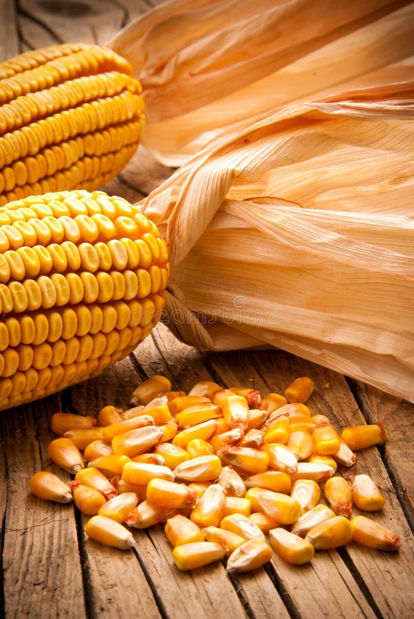 Dried grains of maize stock photo. Image of health, ingredient - 89644940