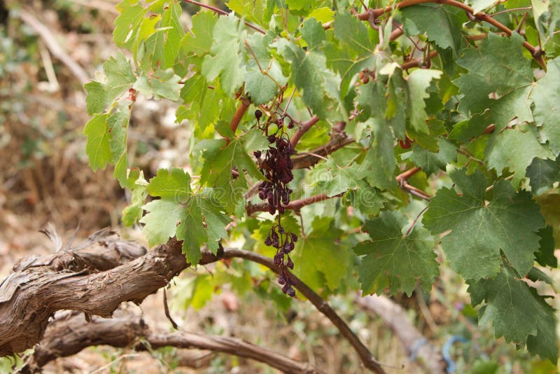Dried Grape on a Grape Tree, a Branch of Rotting Grapes. Stock Image ...