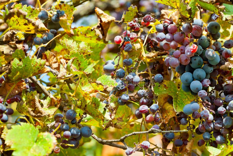 Dried grapes at vineyard stock image. Image of harvest - 34251427