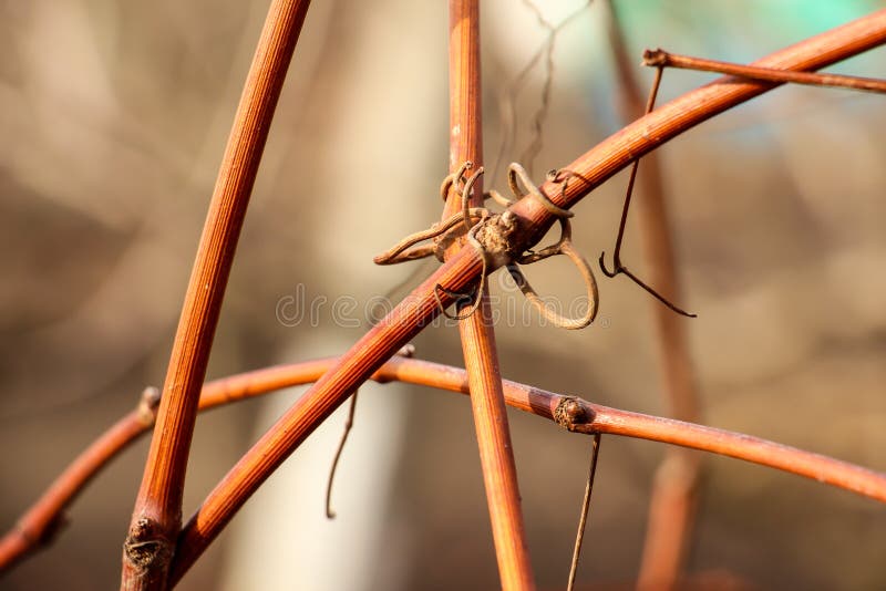 Dried grapevine stock photo. Image of grapevine, green - 49995336