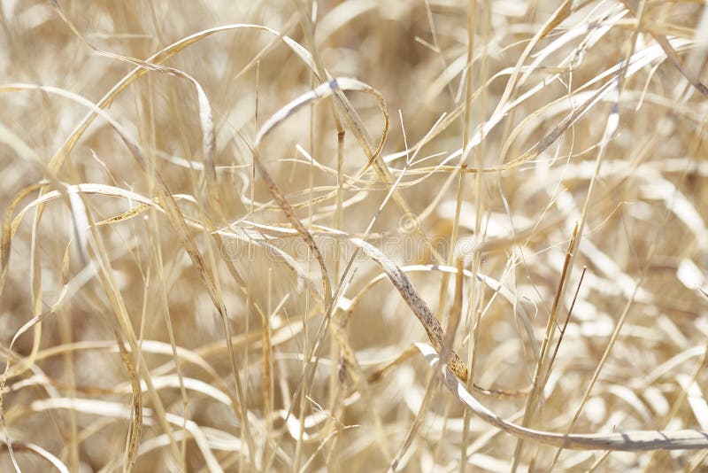 Dried Grass in the Golden Sun 11 Stock Image - Image of earth, movement ...