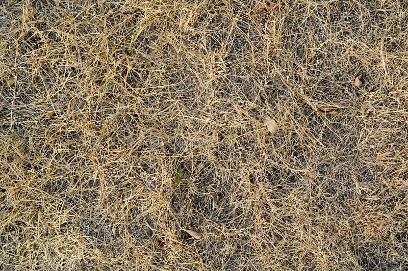 Dried grass stock image. Image of plant, yellow, gold - 15633569