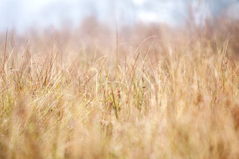 Dried Grass Background stock image. Image of farm, fall - 36896665