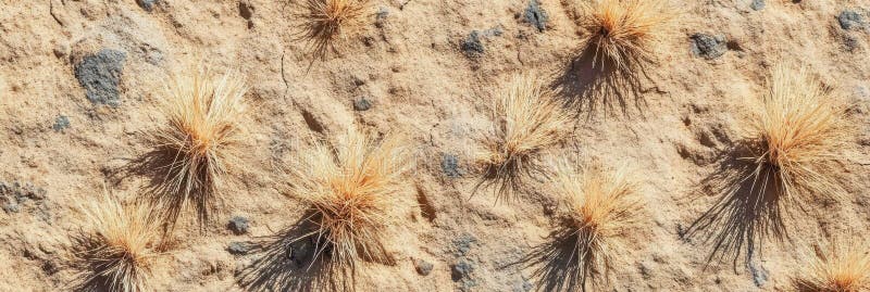 Dried Grass Clumps Casting Shadows on Sandy Desert Surface Texture Stock Photo - Image of ...