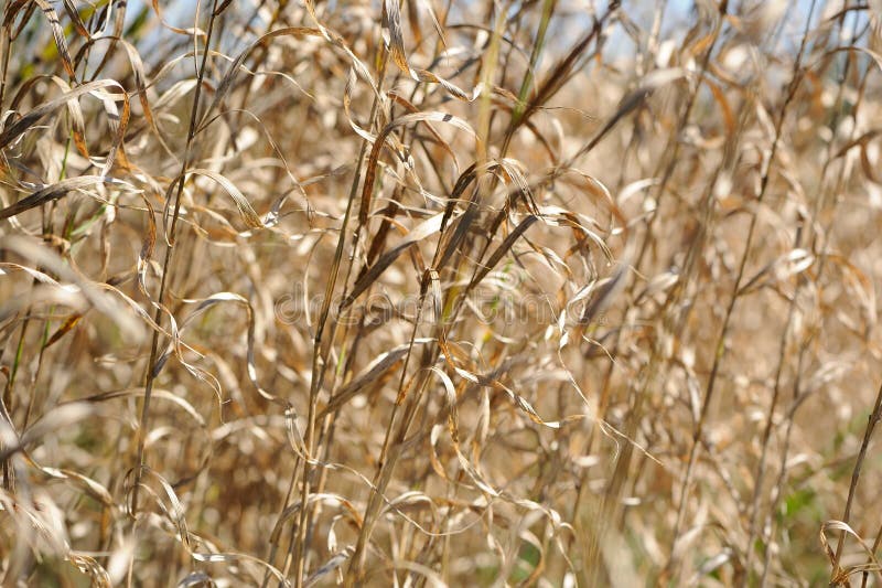 Dried Grass stock image. Image of nature, grass, season - 125185099