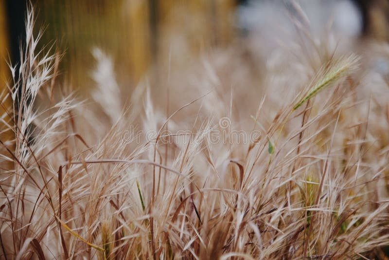 Dried Grass in Field Background. Rural Scene. Selective Focus Stock ...