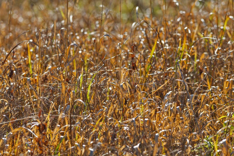 Dried Grass on Field in Polesye Natural Resort Stock Image - Image of ...