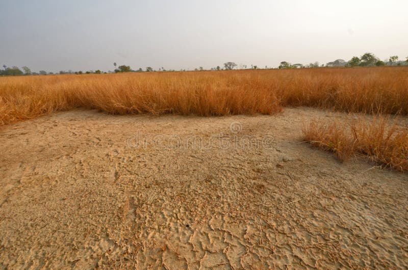 Dried Grass Field in the Summer Stock Photo - Image of design, brown ...