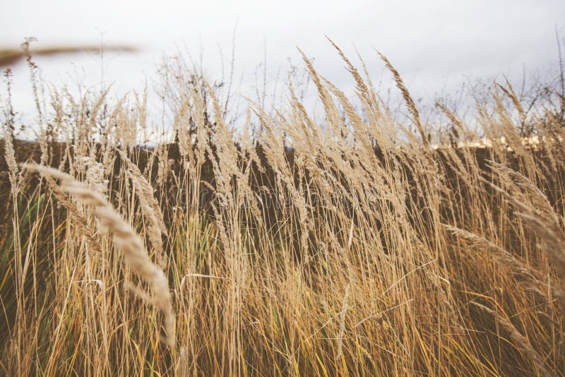 Dried Grass Fields, Nature Landscape, Cloudy Autumn Day Stock Photo ...