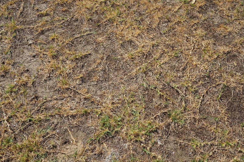 Dried Grass on a Front Yard Stock Image - Image of wall, leaf: 371573071