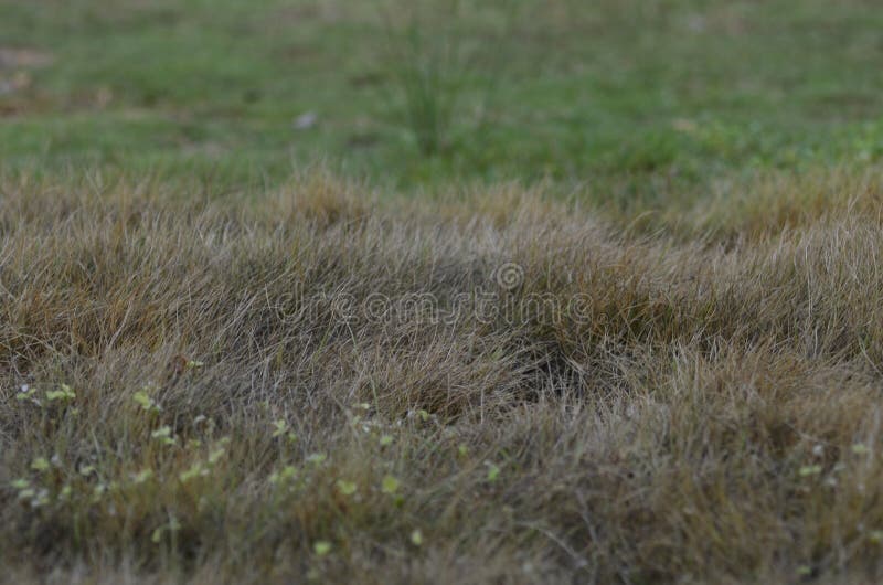 Dried Grass at the Green Field Stock Image - Image of grassland, soil ...
