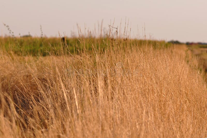 Dried Grass stock image. Image of meadow, lawn, copy - 97252035