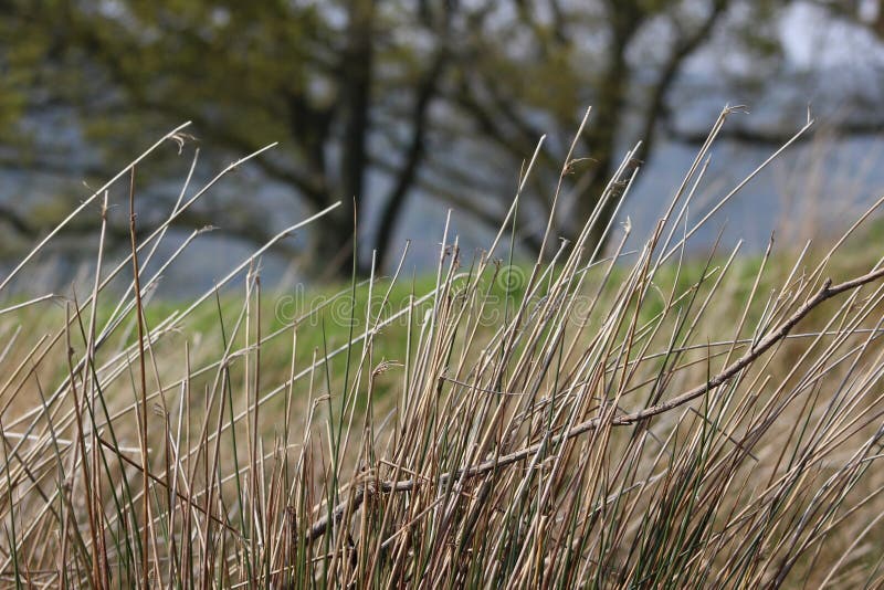 Dried Grass in the Spring 2019 Stock Image - Image of tiem, grass ...