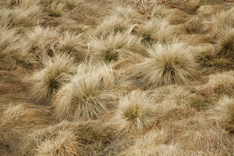 Dried grass texture stock image. Image of windy, sphere - 792315