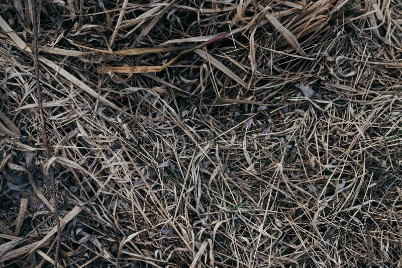 Dried Grass, Top View of Dry Grass in the Field Stock Image - Image of ...