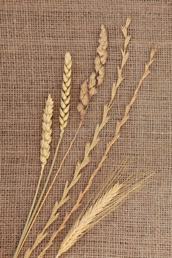 Dried Grasses stock image. Image of background, timothy - 27479449