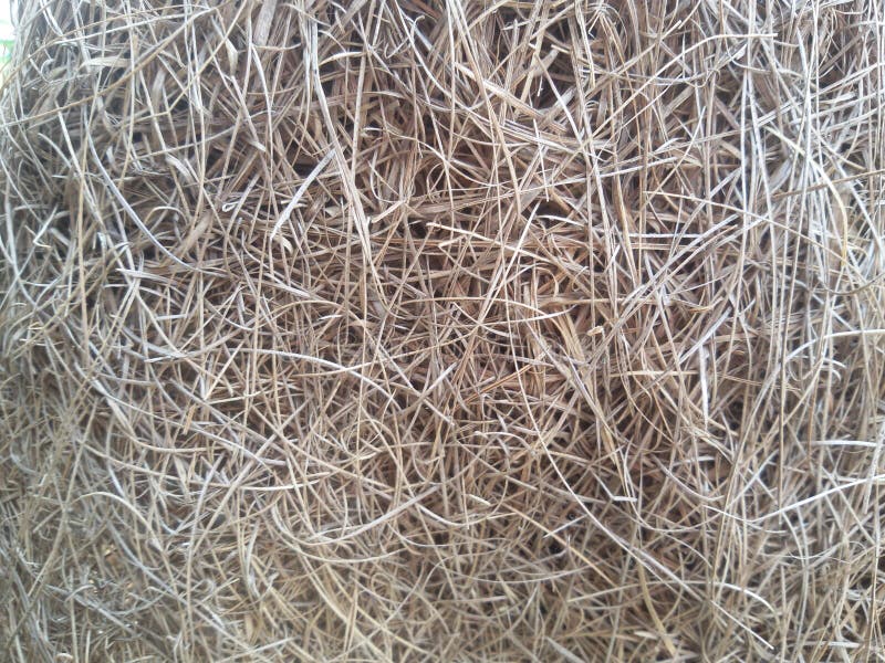 Brown grass nest texture stock photo. Image of nature - 51101470