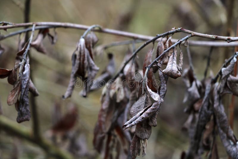 Dried Gray Leaves on a Tree Branch in Autumn Stock Image - Image of ...