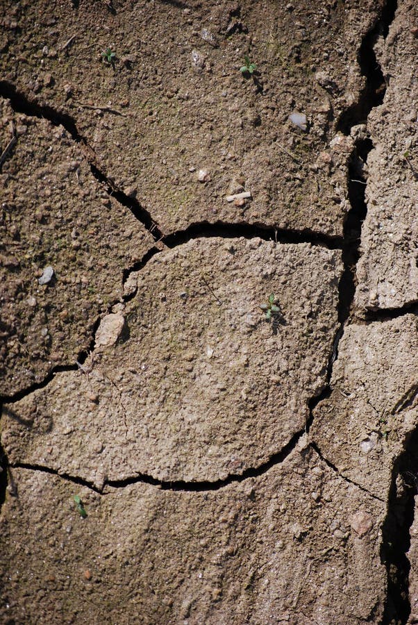 Dried ground stock photo. Image of brown, green, ground - 27685794